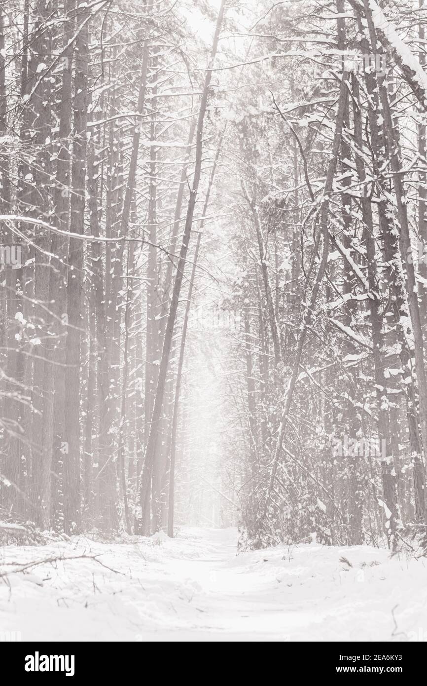 Mysterious and scary looking pine tree forest with path covered with ...