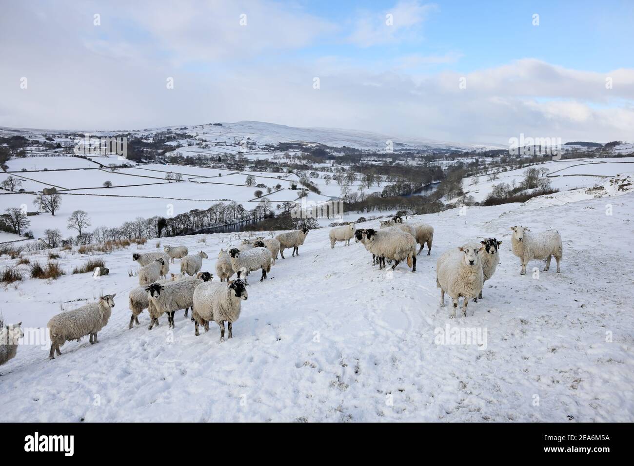 Weather sheep hi-res stock photography and images - Alamy
