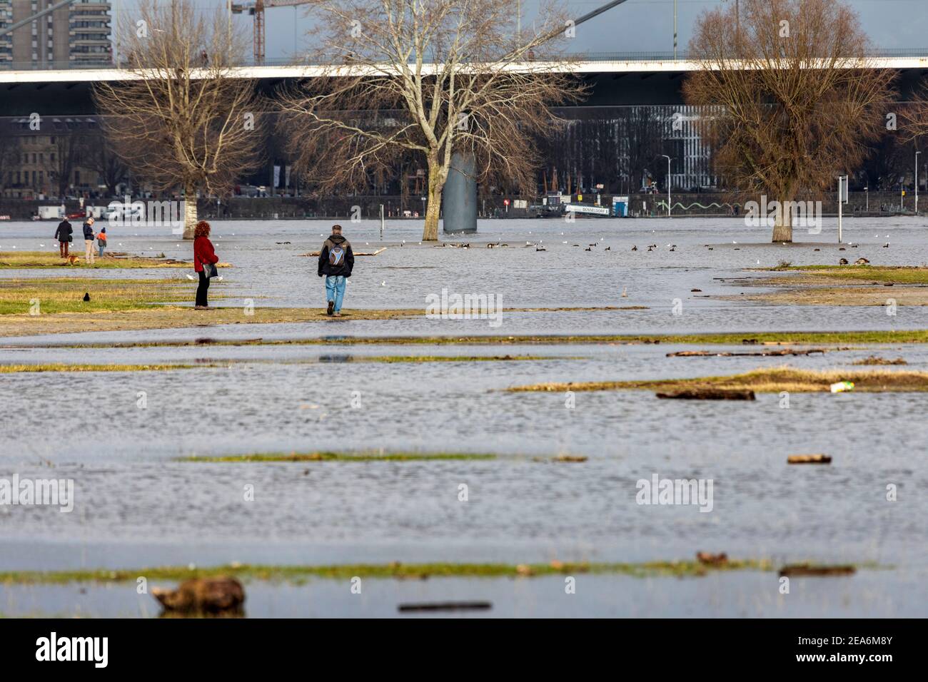 Flooding on the Rhine floods the meadows of the Oberkassel district ...