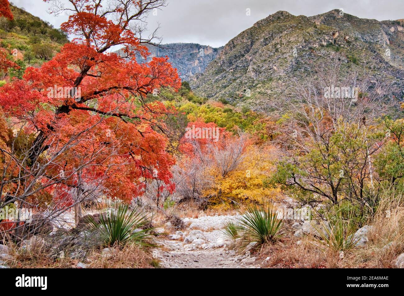 Bigtooth Maples changing colors in autumn in McKittrick Canyon ...