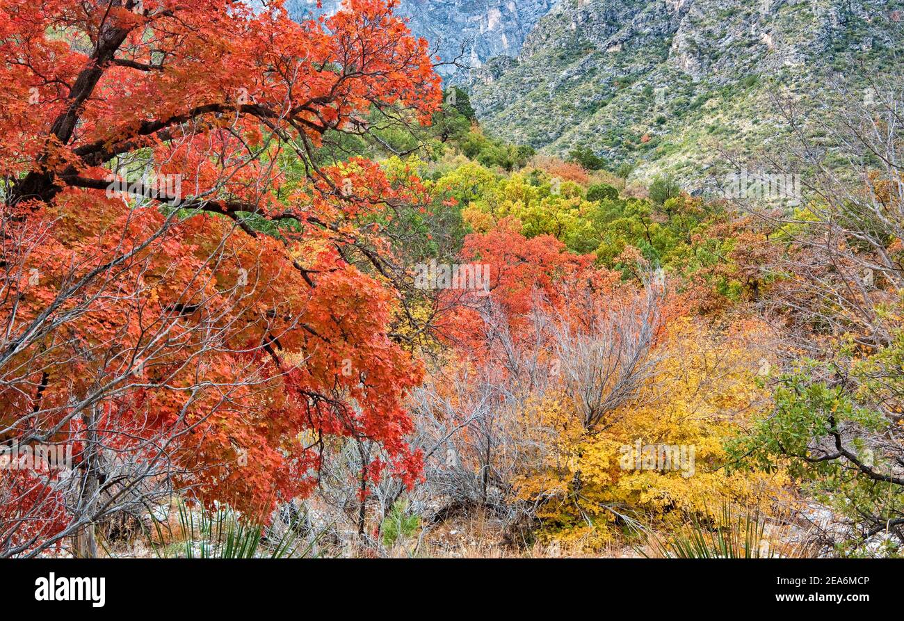 Bigtooth Maples changing colors in autumn in McKittrick Canyon ...