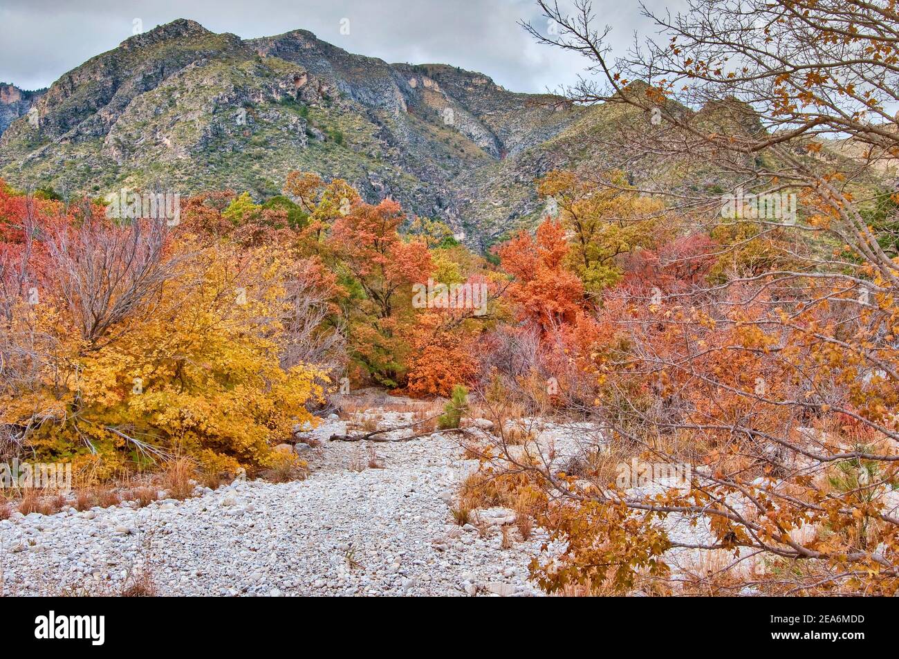 Bigtooth Maples changing colors in autumn in McKittrick Canyon ...