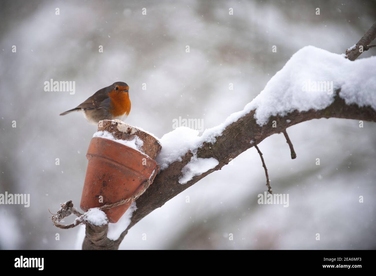 Fat robin in snow hi-res stock photography and images - Alamy