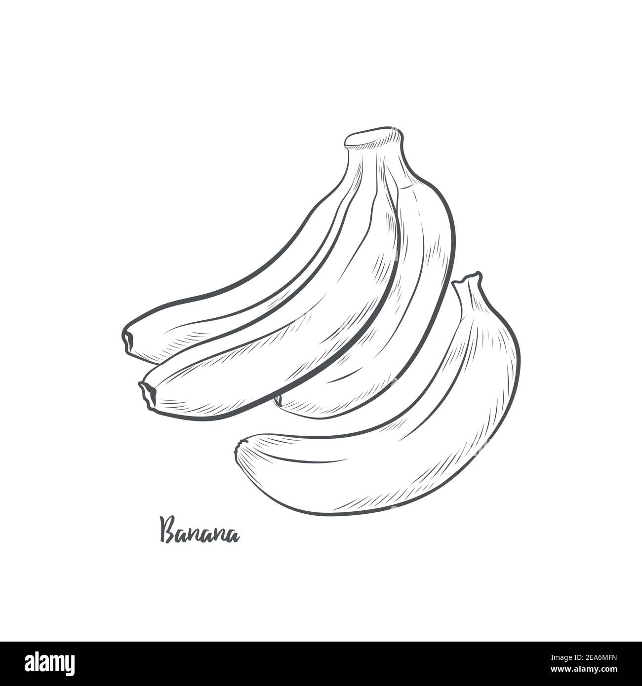 Banana sketch hi-res stock photography and images - Alamy