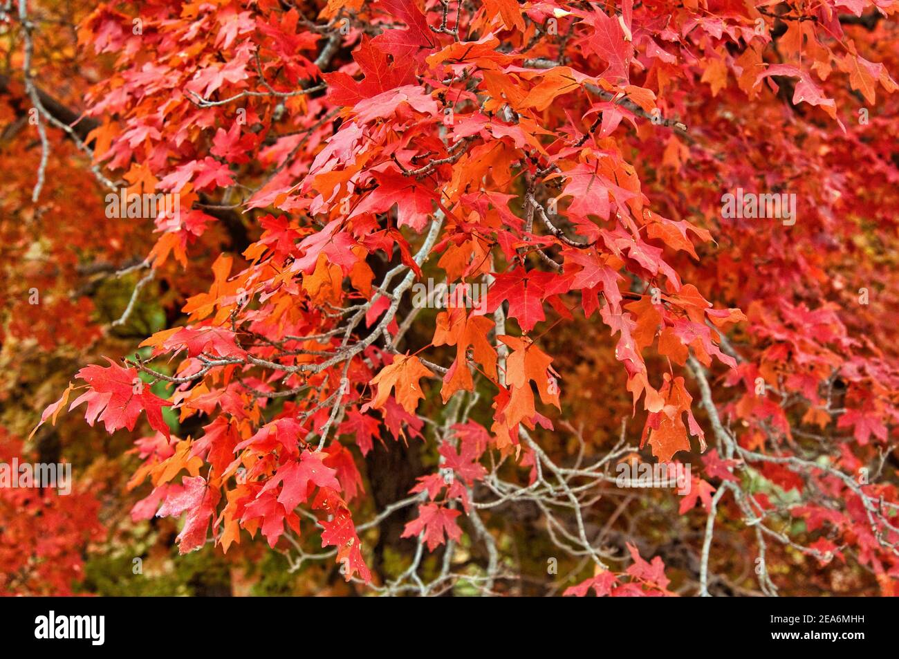 Bigtooth Maples changing colors in autumn in McKittrick Canyon ...