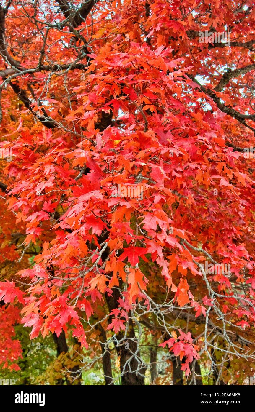 Bigtooth Maples changing colors in autumn in McKittrick Canyon ...