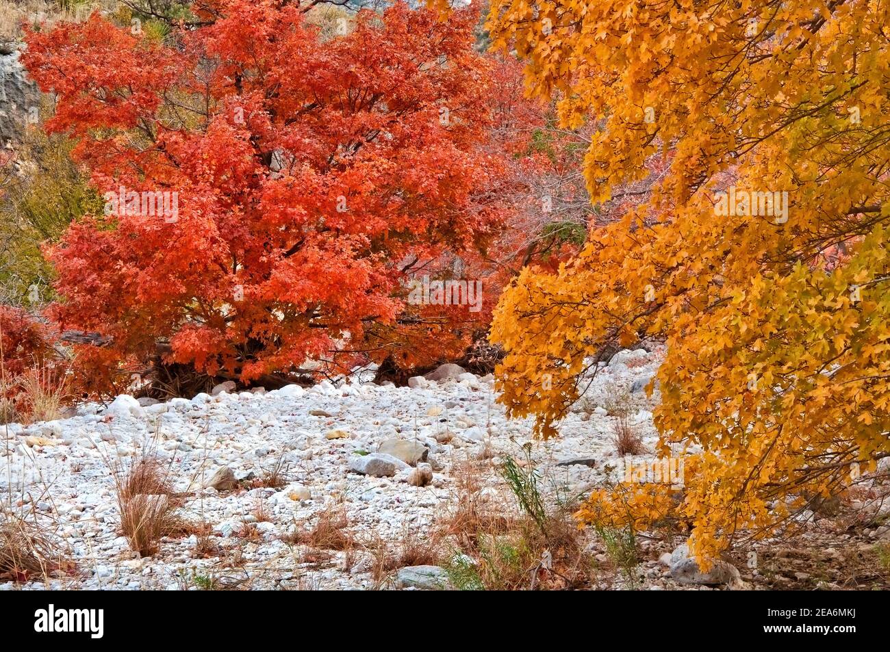 Bigtooth Maples changing colors in autumn in McKittrick Canyon ...