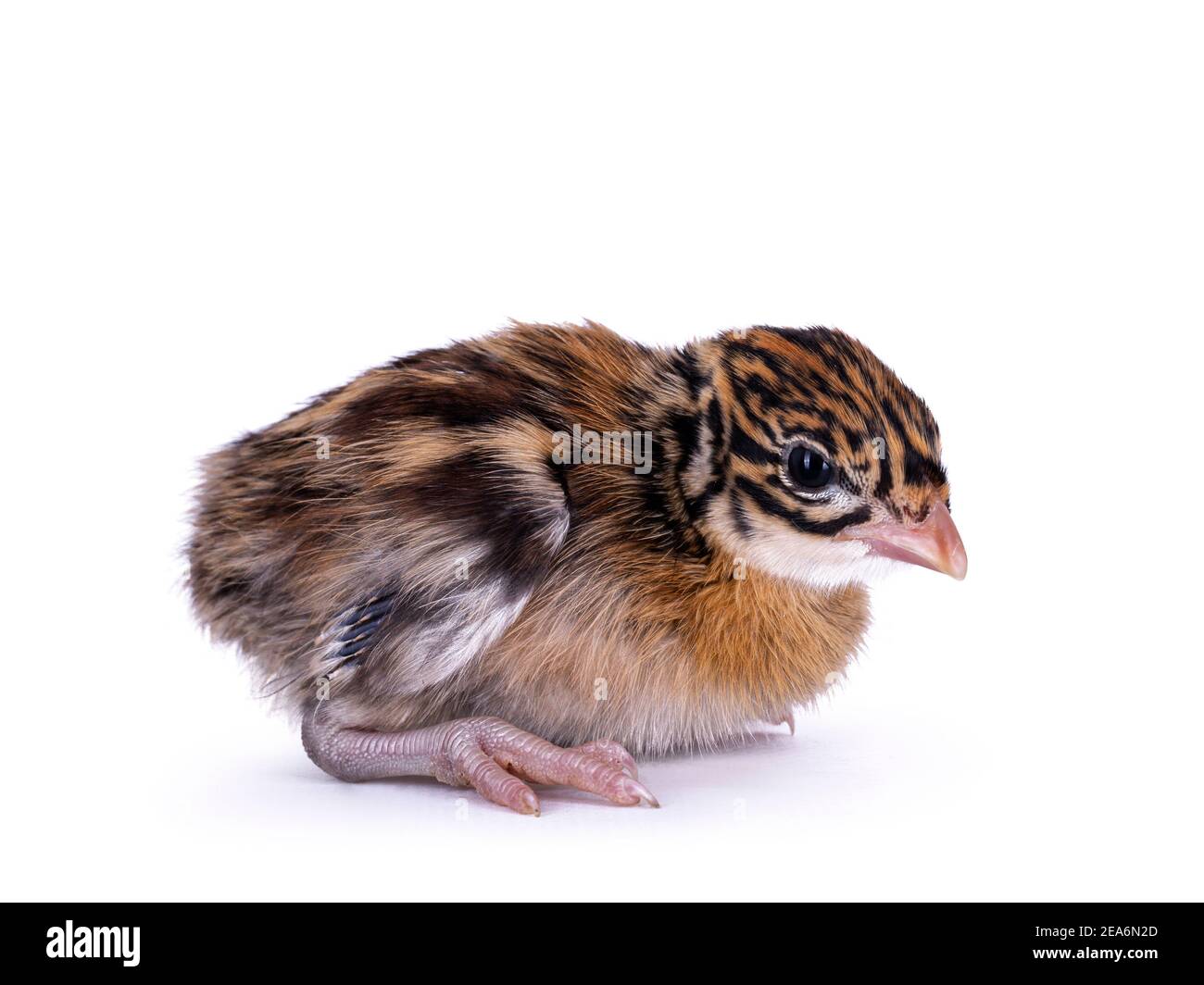 One week old Vulturine Guineafowl aka Acryllium vulturinum bird ...