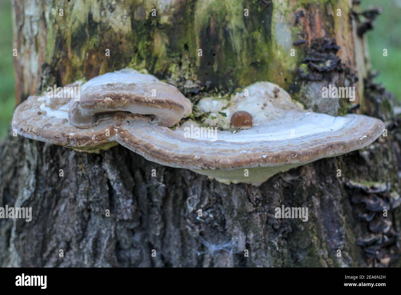 Birch fungus in forest Stock Photo - Alamy