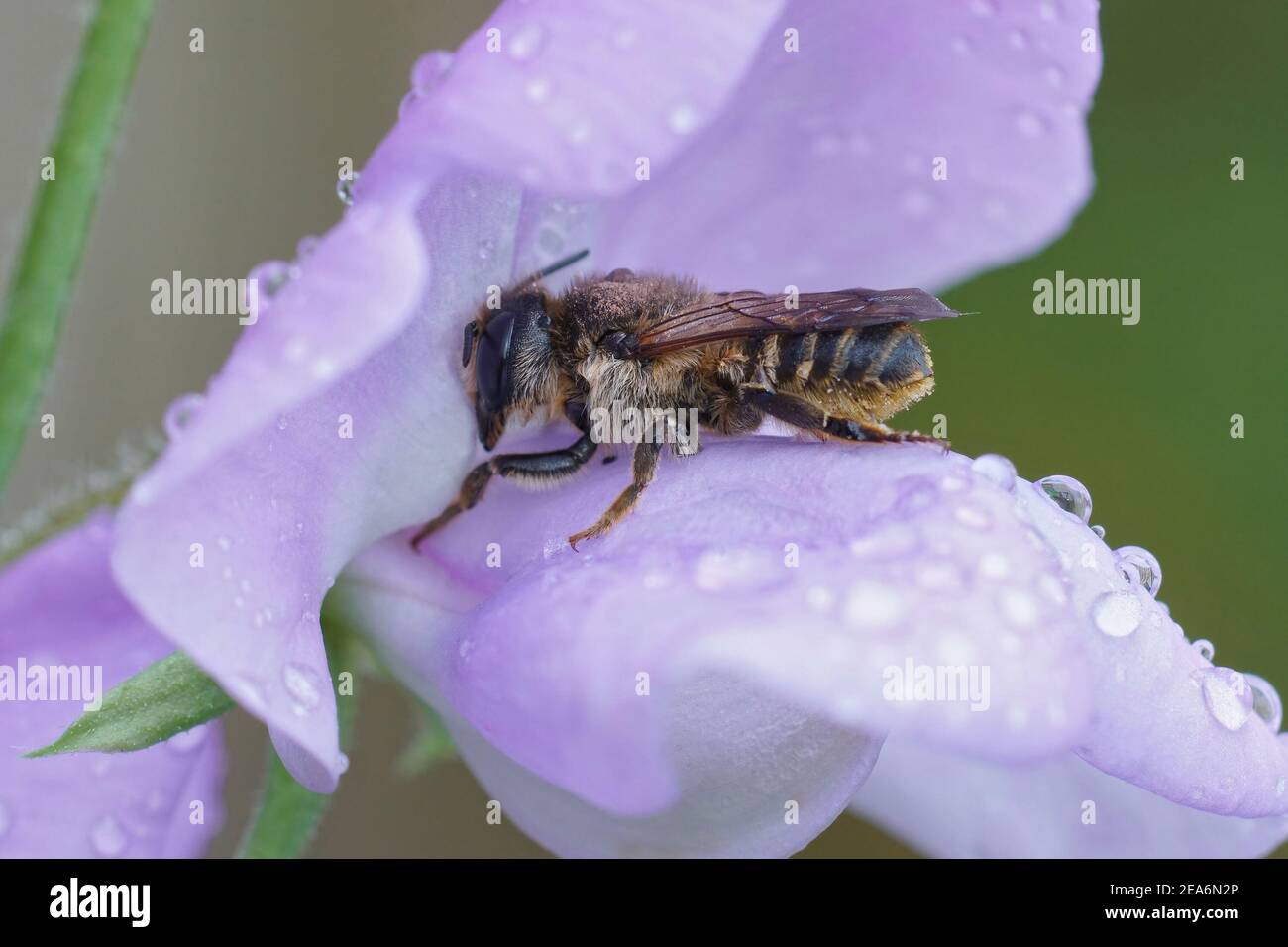 Blue banded bees hi-res stock photography and images - Alamy