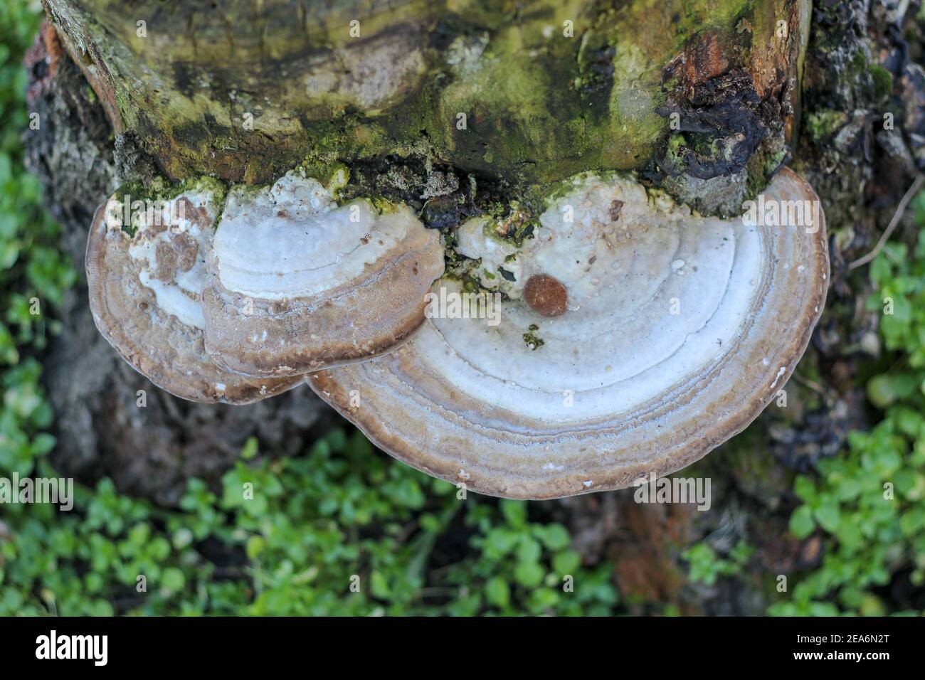 Birch fungus in forest Stock Photo - Alamy