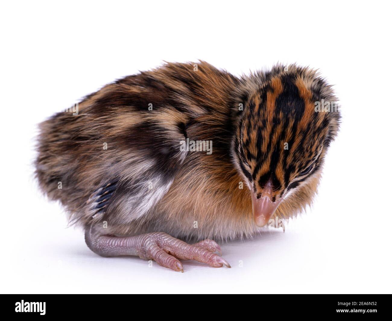 One week old Vulturine Guineafowl aka Acryllium vulturinum bird ...