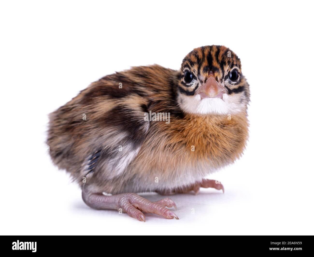 One week old Vulturine Guineafowl aka Acryllium vulturinum bird ...