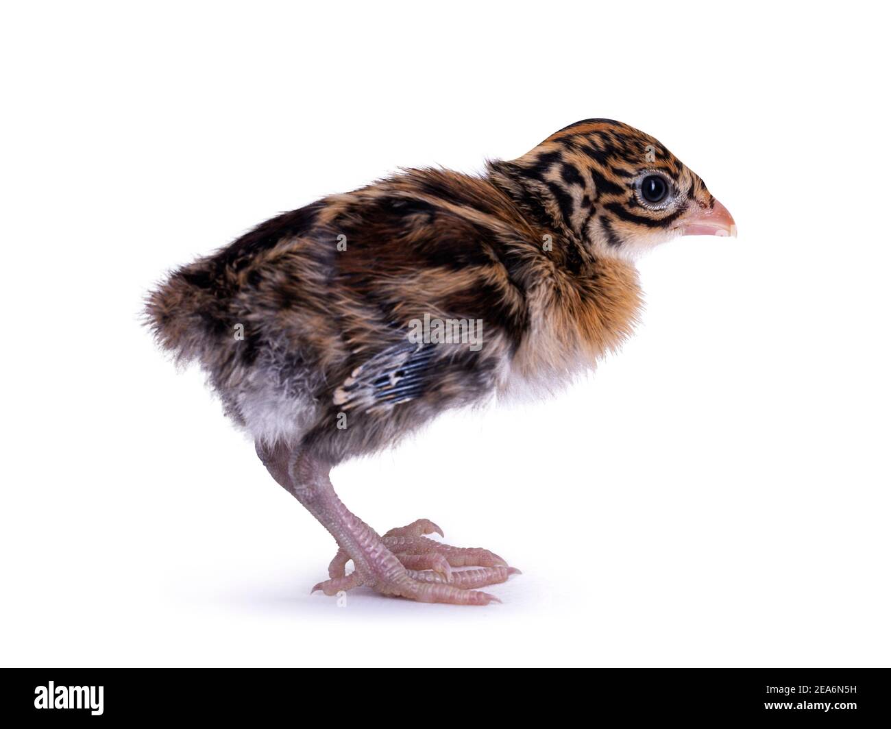One week old Vulturine Guineafowl aka Acryllium vulturinum bird ...