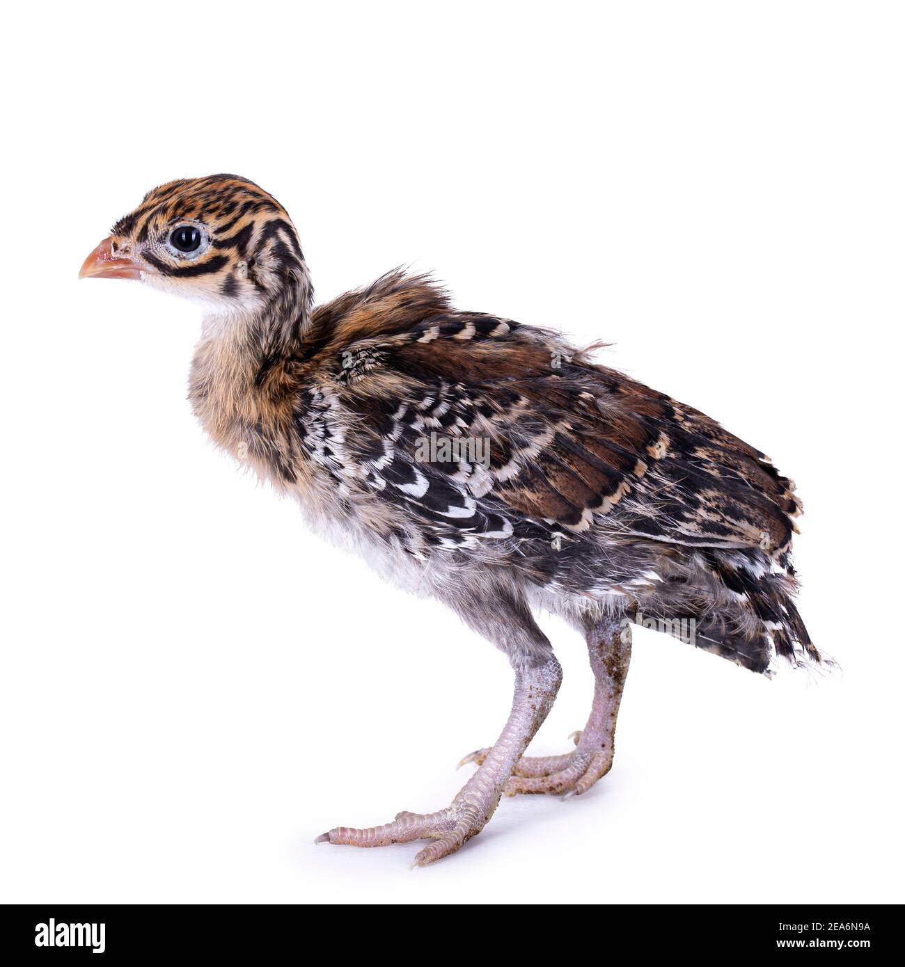 Three weeks old Vulturine Guineafowl aka Acryllium vulturinum bird ...