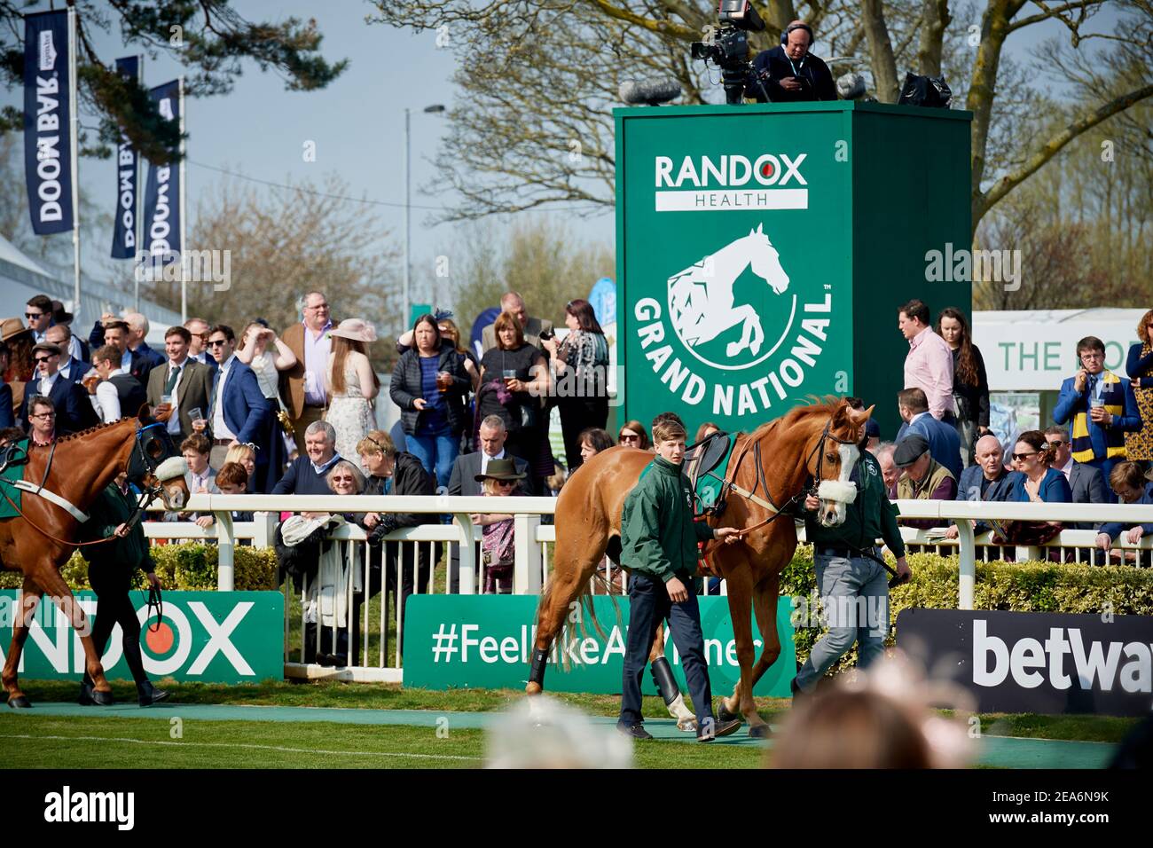 Horses at The Grand National making their way around the parade ring ...