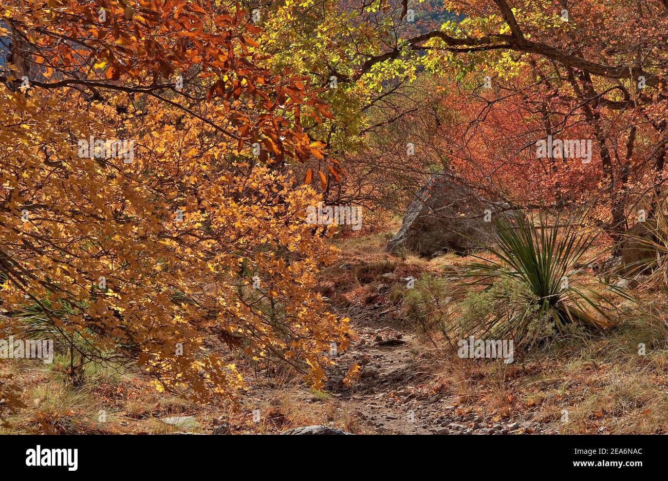 Bigtooth Maples changing colors in autumn in McKittrick Canyon ...