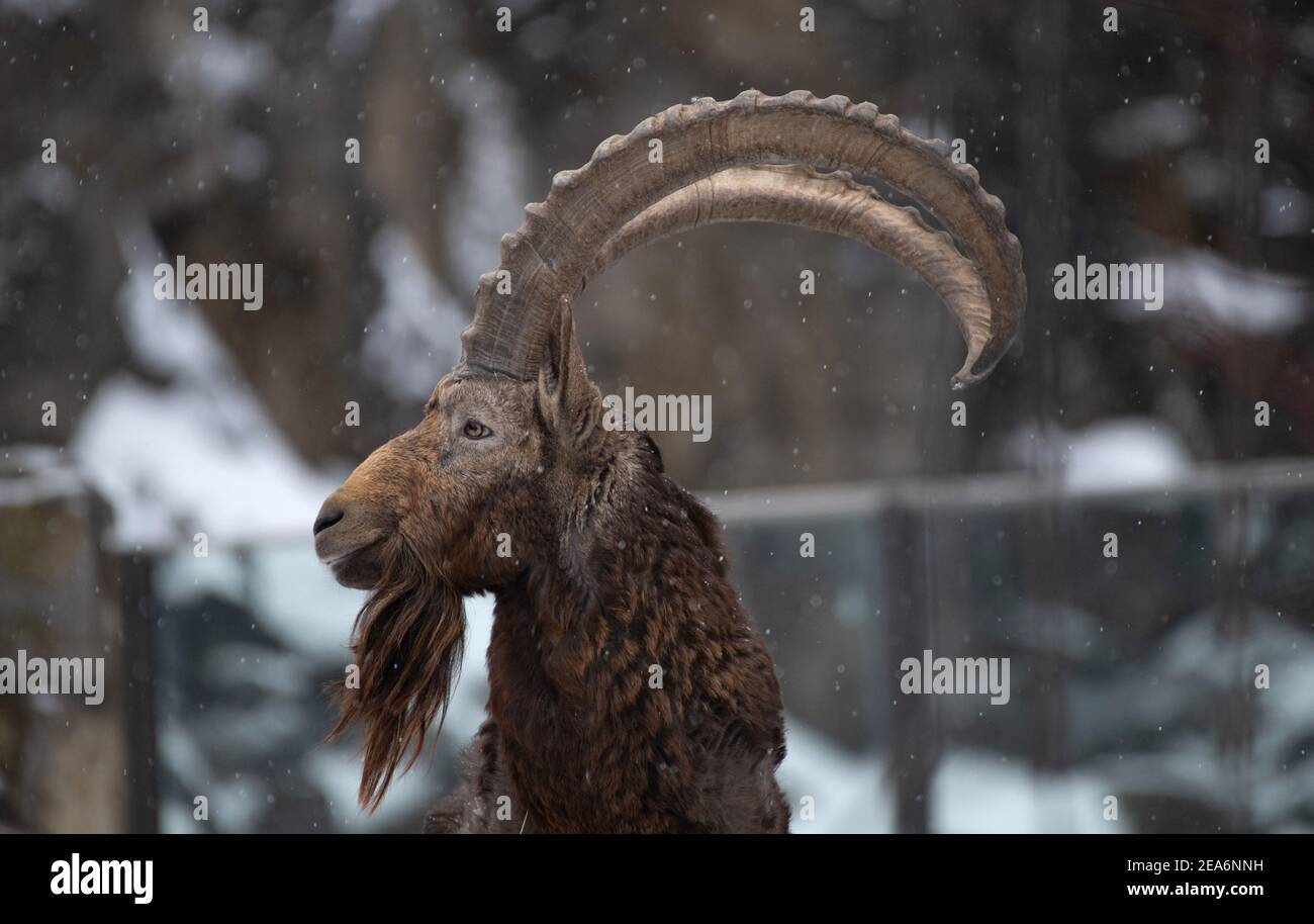 Ibex in enclosure zoo in hi-res stock photography and images - Alamy