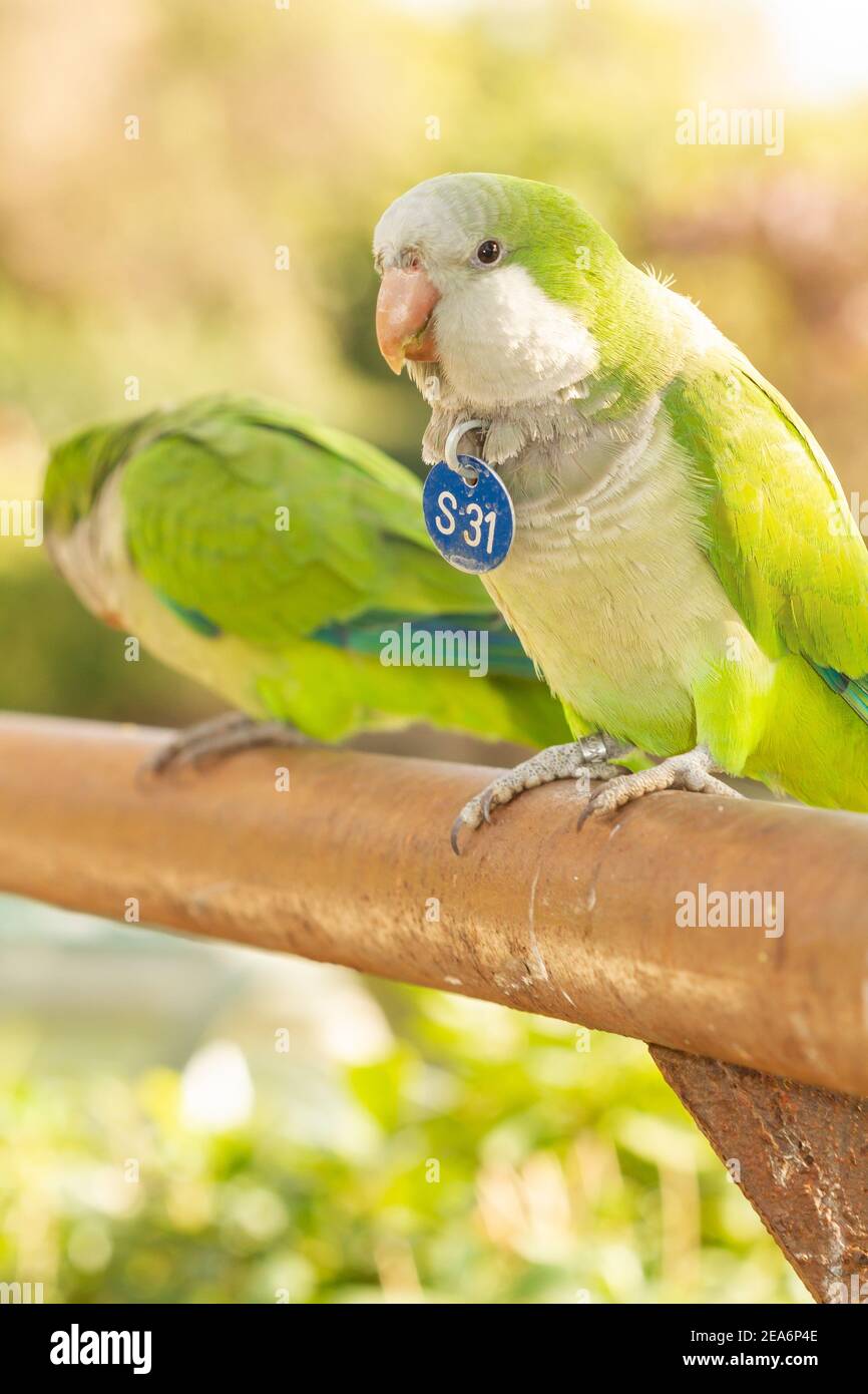 Vertical closeup of a green-colored Monk Parakeets sitting on a branch ...