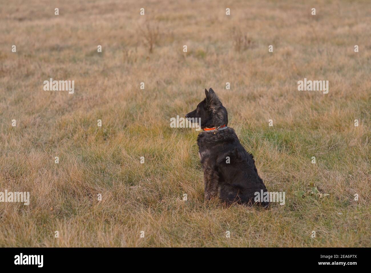 Hungarian sheepdog hi-res stock photography and images - Alamy