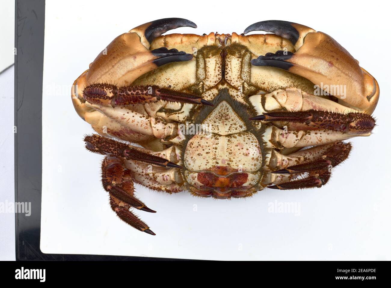 Most Expensive Crab High Resolution Stock Photography and Images - Alamy