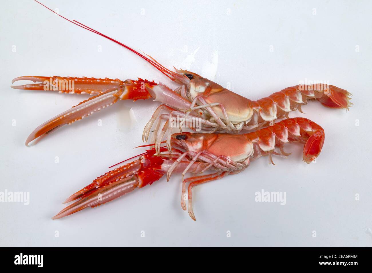 Scampi fishing hi-res stock photography and images - Alamy