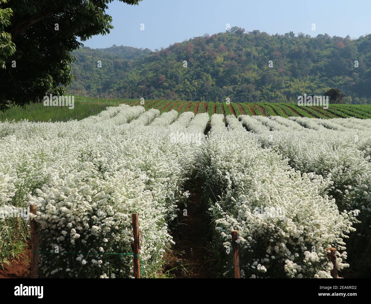 white New York aster cutter flower meadow field garden Stock Photo - Alamy