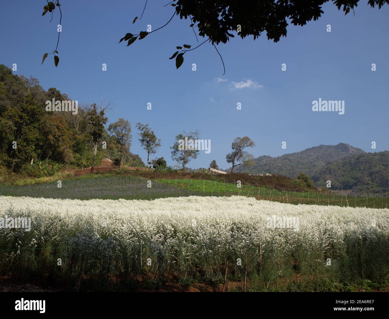 white New York aster cutter flower meadow field garden Stock Photo - Alamy