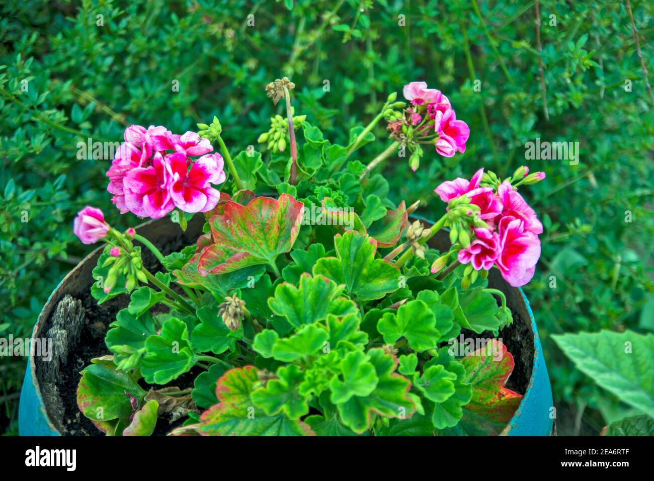 Beautiful blooming red pelargonium in the open yard. These flowers are ...