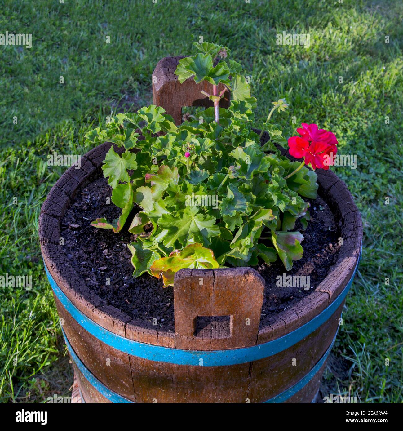 Beautiful blooming red geranium in a wooden tub. The flowers are ...