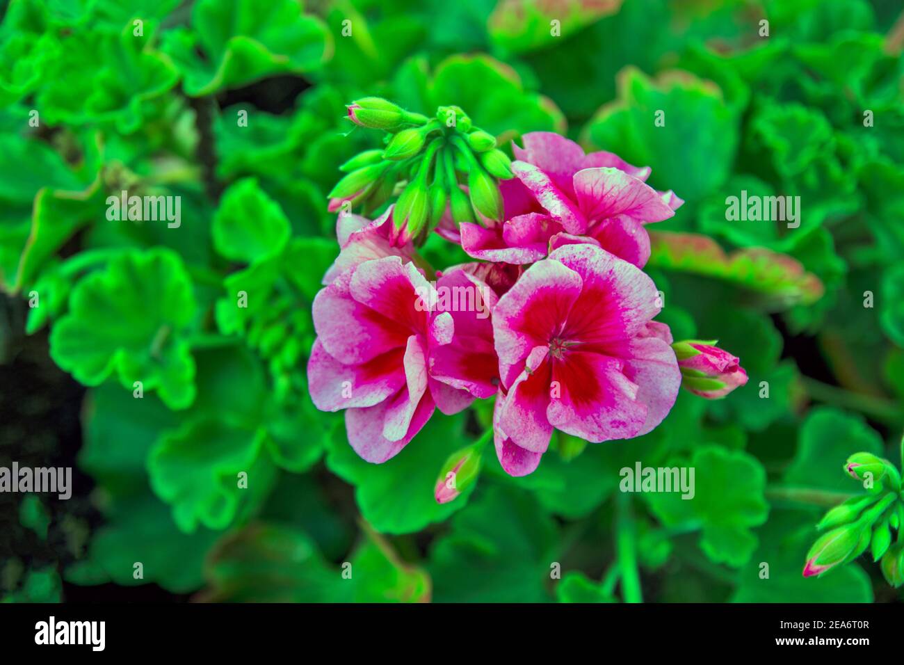 Beautiful blooming red pelargonium in the open yard. These flowers are ...