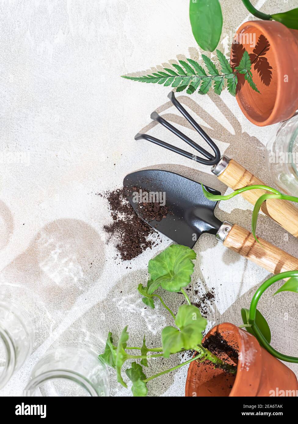 Tools for repotting a plant at home. Gardening home.Gardening concept ...