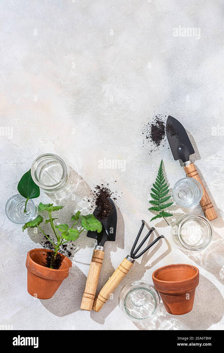 Tools for repotting a plant at home. Gardening home.Gardening concept ...
