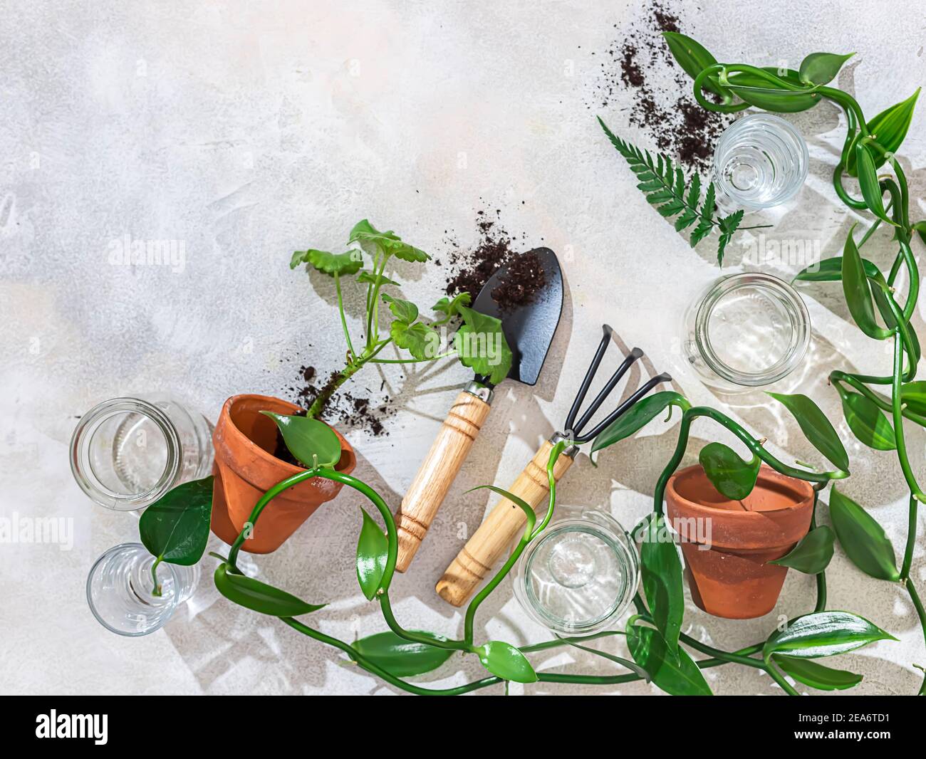 Tools for repotting a plant at home. Gardening home.Gardening concept ...