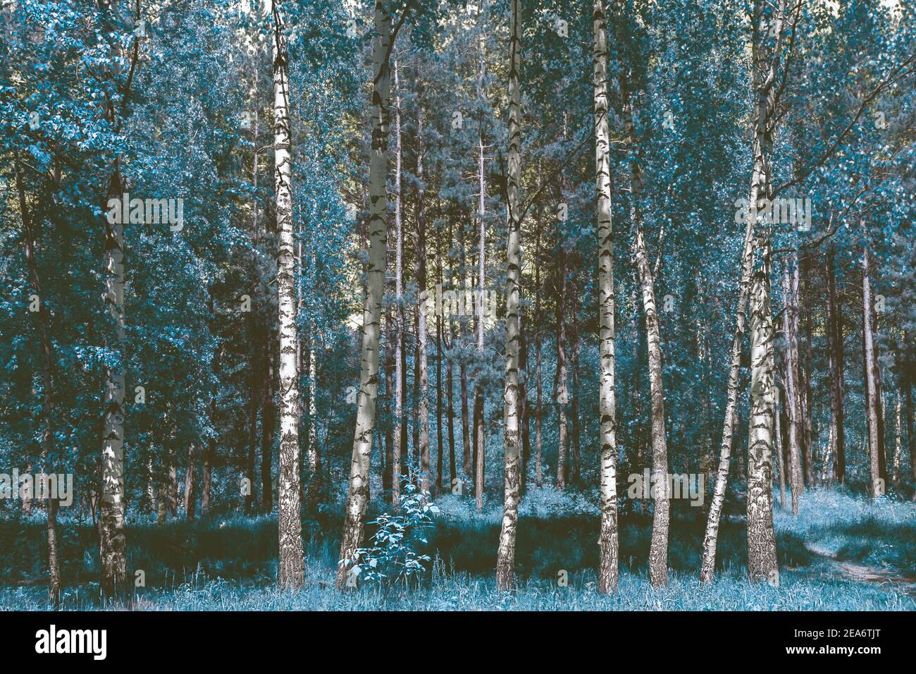 Abstract infrared colored forest, nature summer background Stock Photo ...