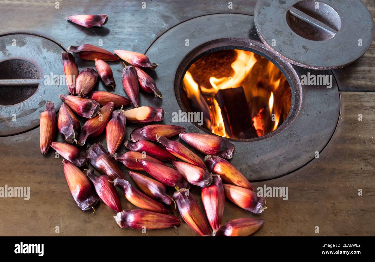 Close-up shot of roasting araucaria pine seeds on the wood stove plate ...