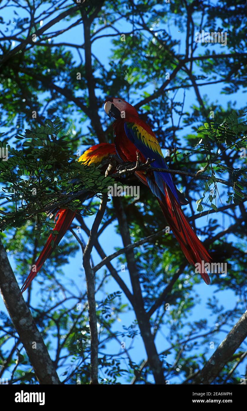 The scarlet macaw (Ara macao) is a large red, yellow, and blue Central ...