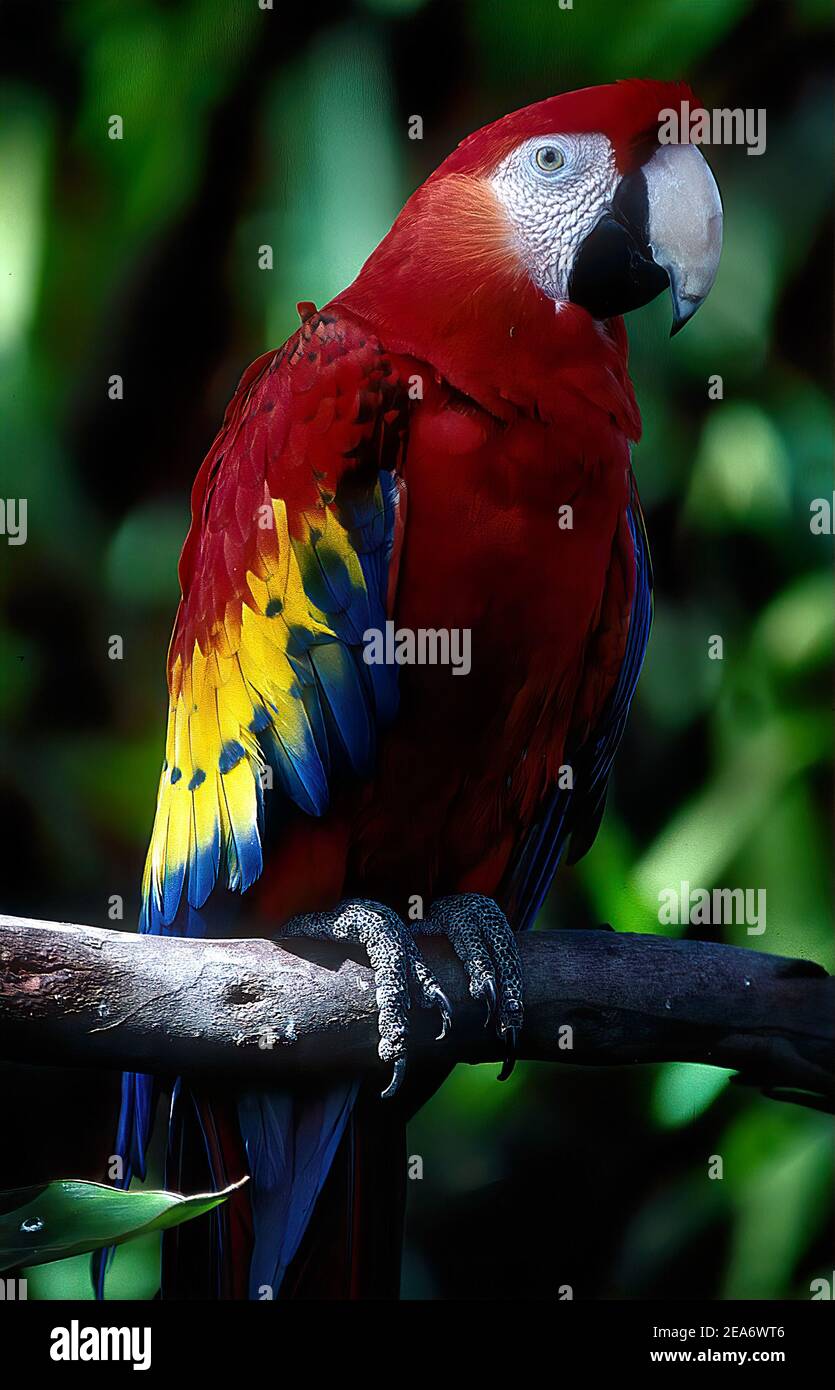 The scarlet macaw (Ara macao) is a large red, yellow, and blue Central ...