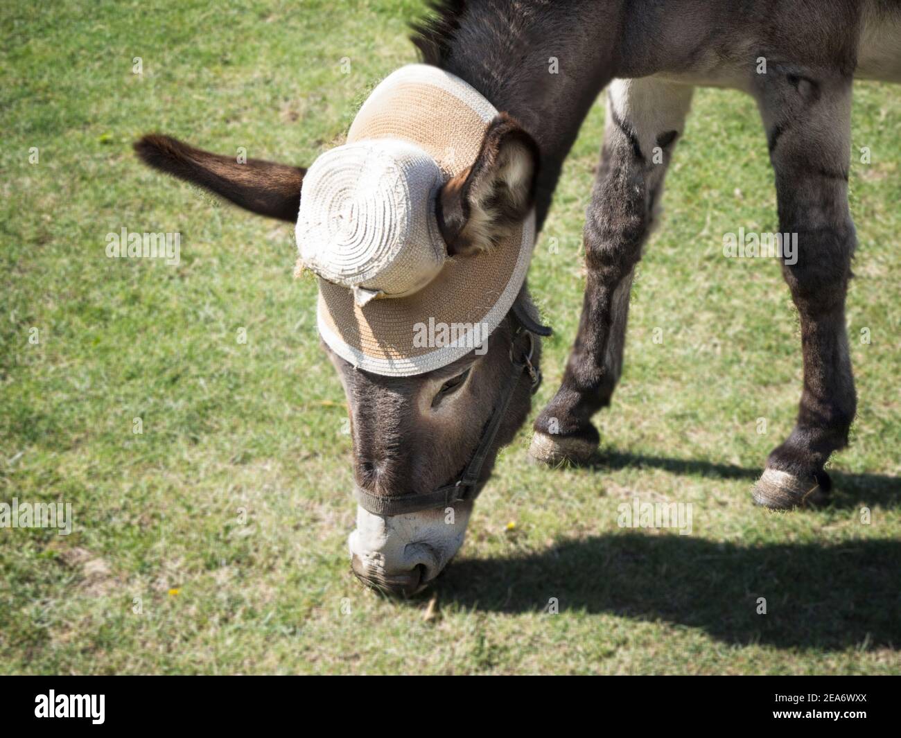 Donkey wearing straw hat hi-res stock photography and images - Alamy