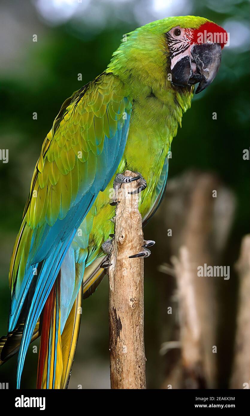 The military macaw (Ara militaris) is a large parrot and a medium-sized ...