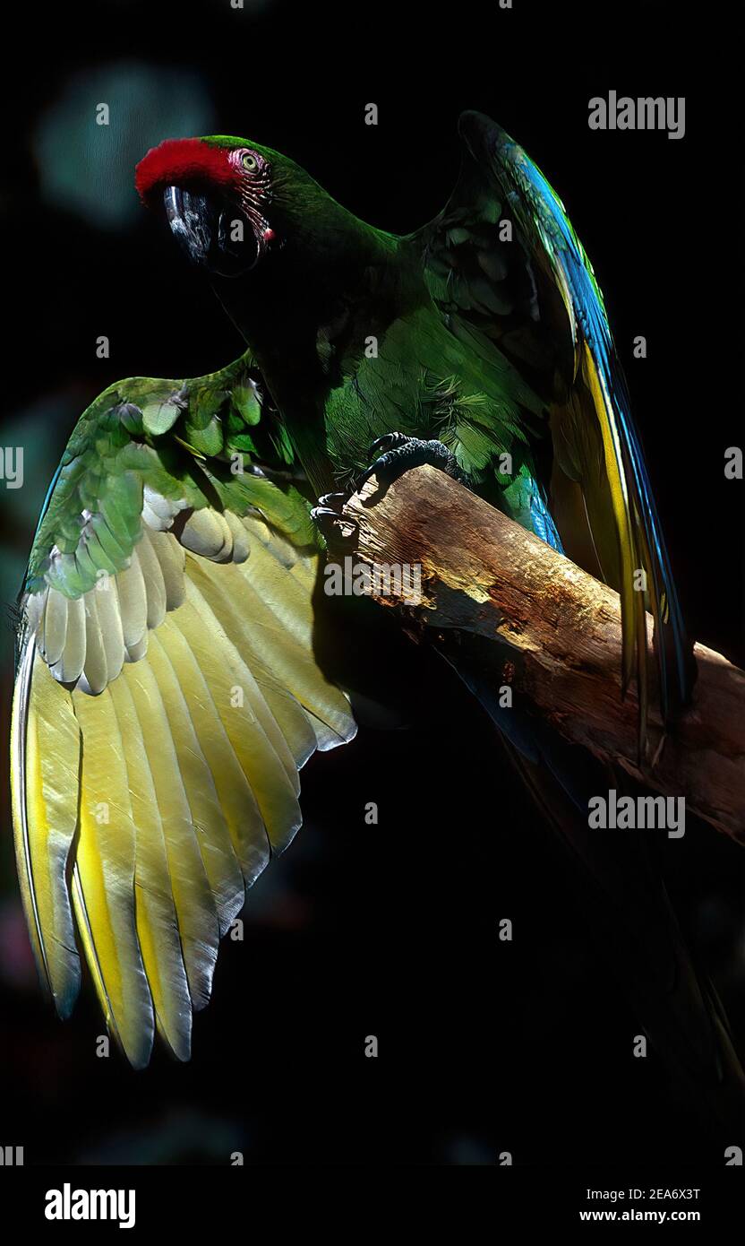 The military macaw (Ara militaris) is a large parrot and a medium-sized ...