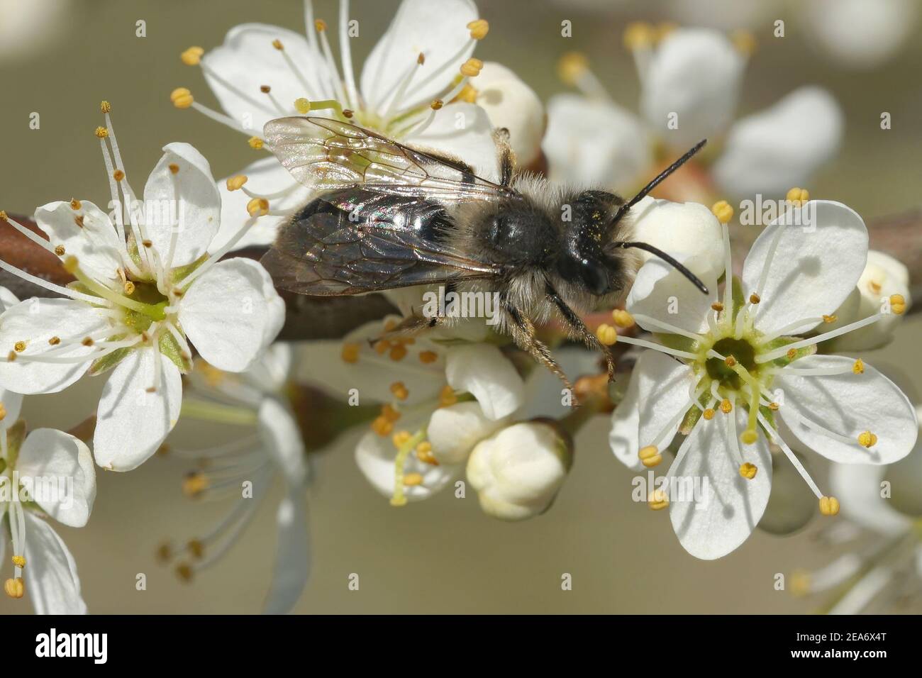 Closeup shot of a gray bee pollinating on a white flower Stock Photo ...
