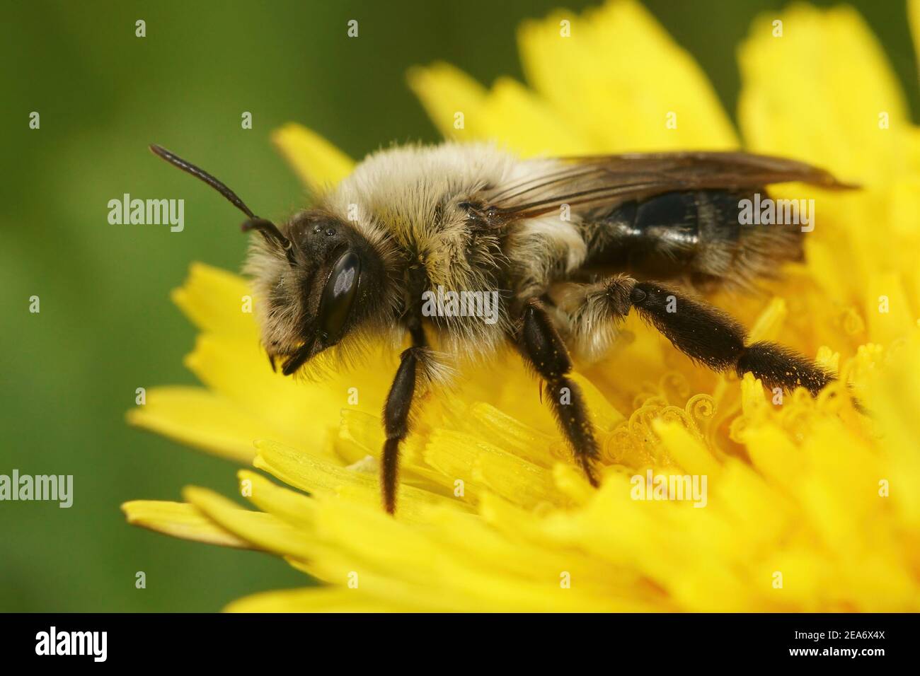 Macro of a female grey mining bee , Andrena vaga , on dandelion Stock ...