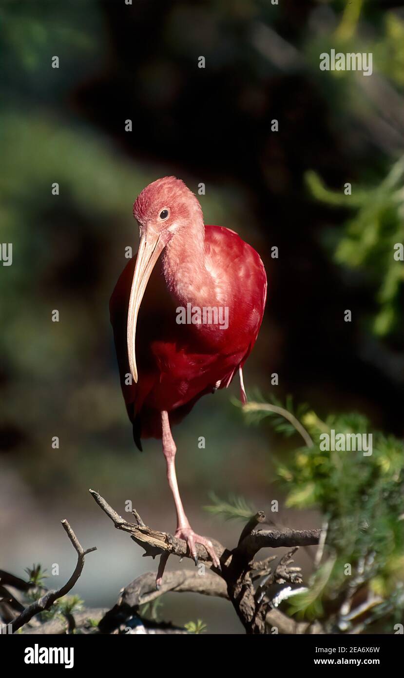 The scarlet ibis (Eudocimus ruber) is a species of ibis in the bird ...
