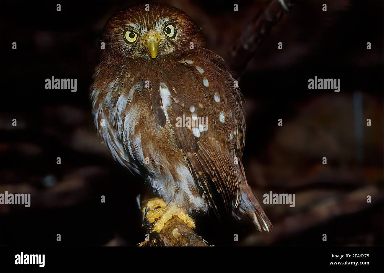 The ferruginous pygmy owl (Glaucidium brasilianum) is a small owl that ...