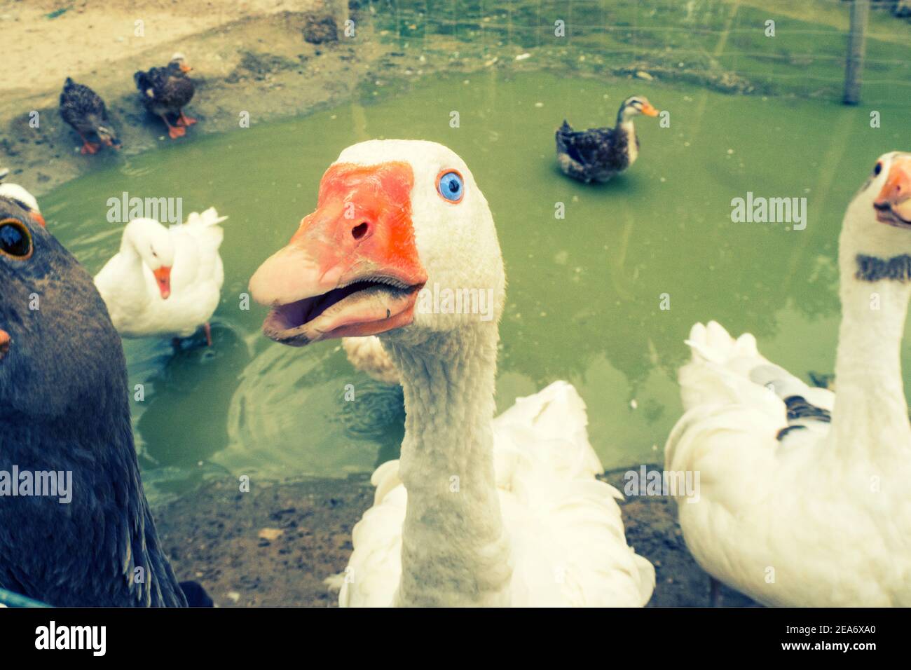 Animal group hi-res stock photography and images - Alamy