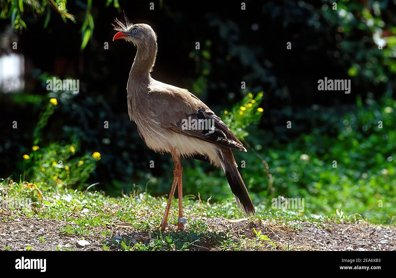 The red-legged seriema (Cariama cristata), also known as the crested ...
