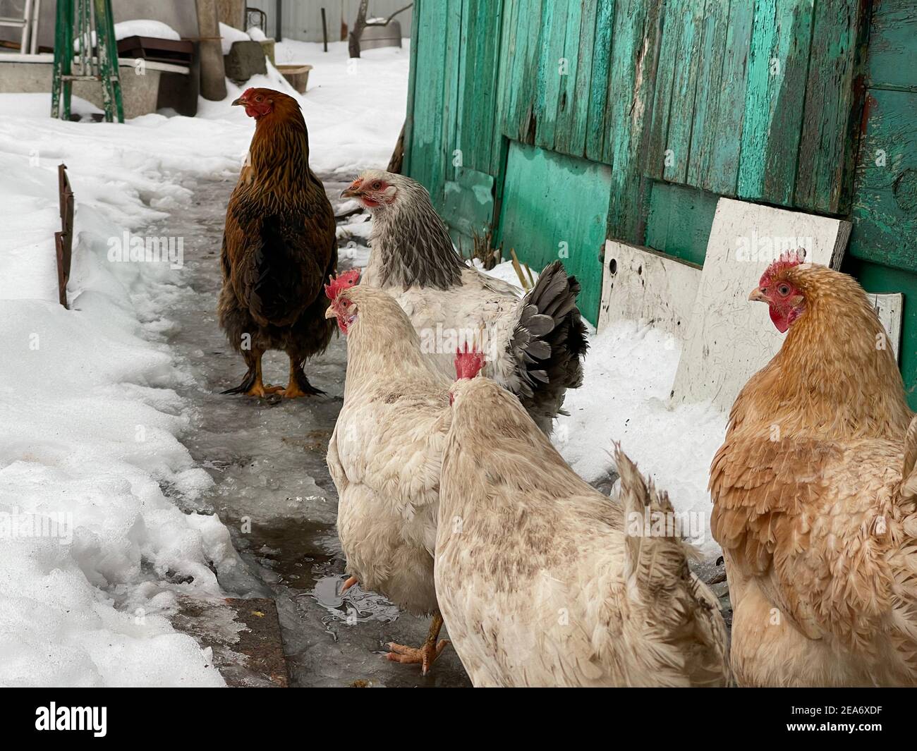 Chickens in courtyard hi-res stock photography and images - Alamy