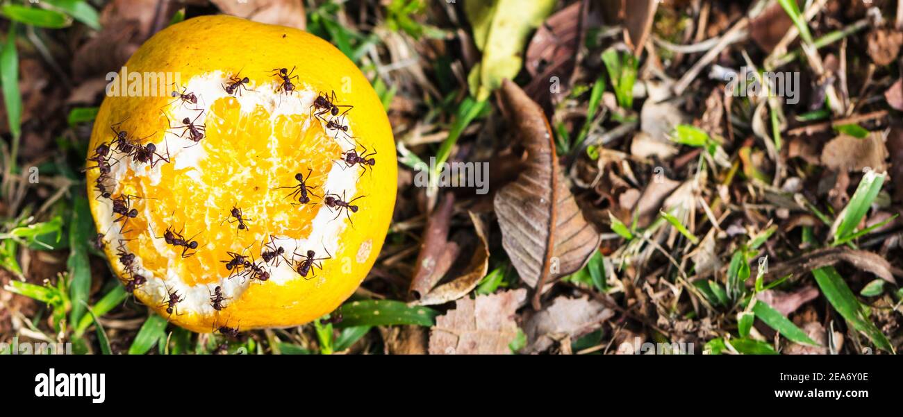 Ants fruit hi-res stock photography and images - Alamy