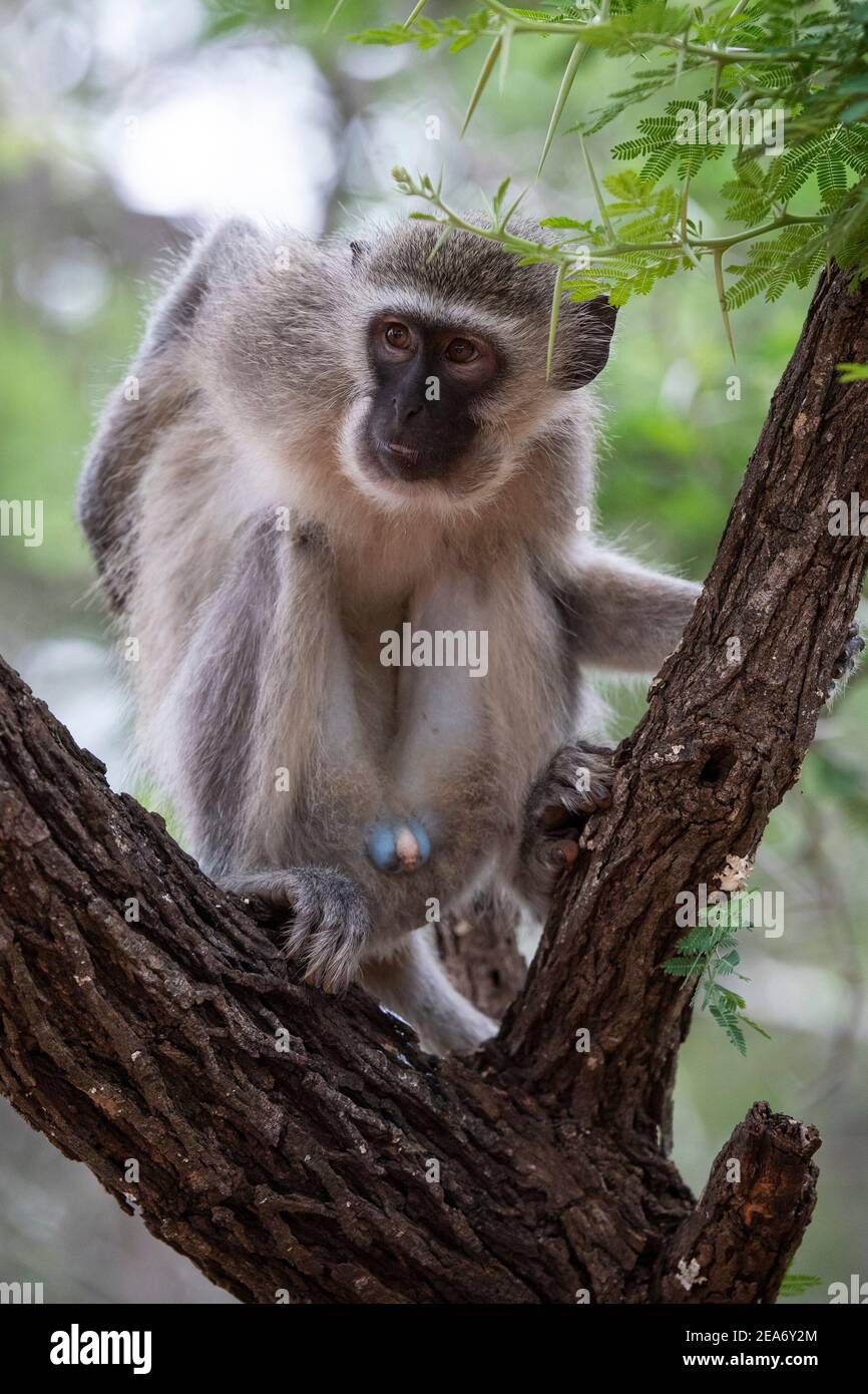 Vervet monkey, Cercopithecus aethiops, Kruger National Park, South ...